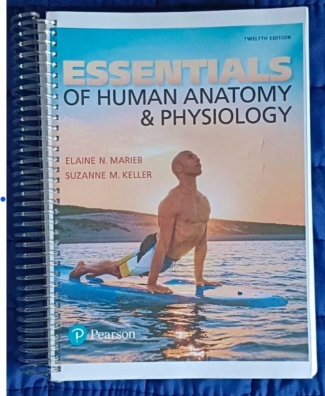 Essentials Of Human Anatomy Physiology 12th Edition Pearson Anatomy