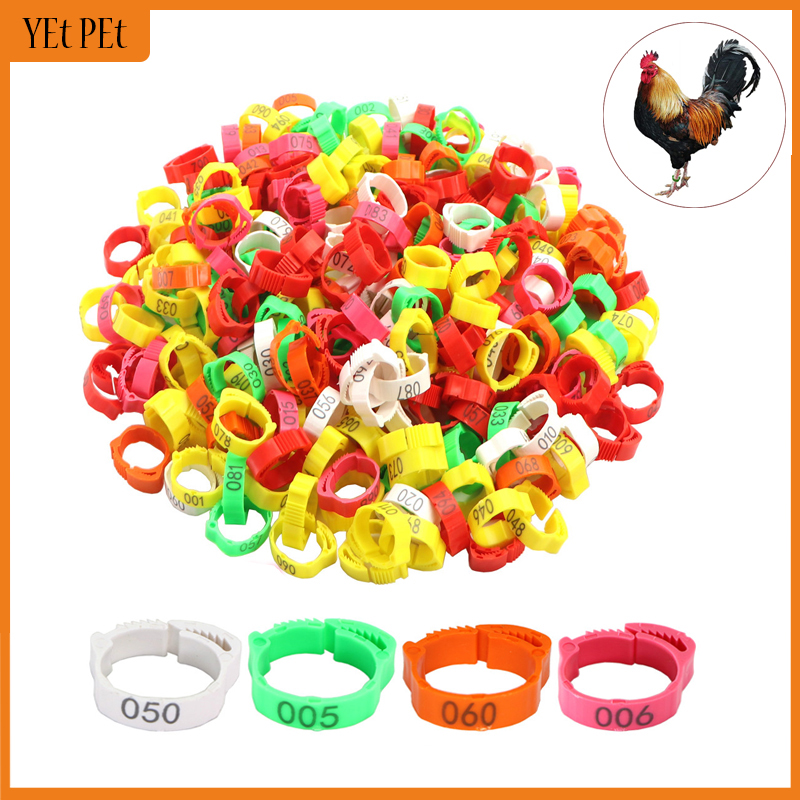 Shop Club Ring Pigeon Bfrc 2024 Asorted Color with great discounts and ...