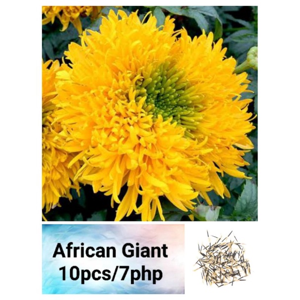 Galanda Flower Images | Best Flower Site