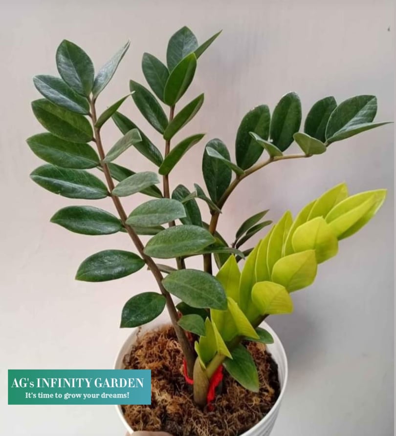 Welcome Plant In The Philippines Zamioculcas Zamiifolia Plants / ZZ