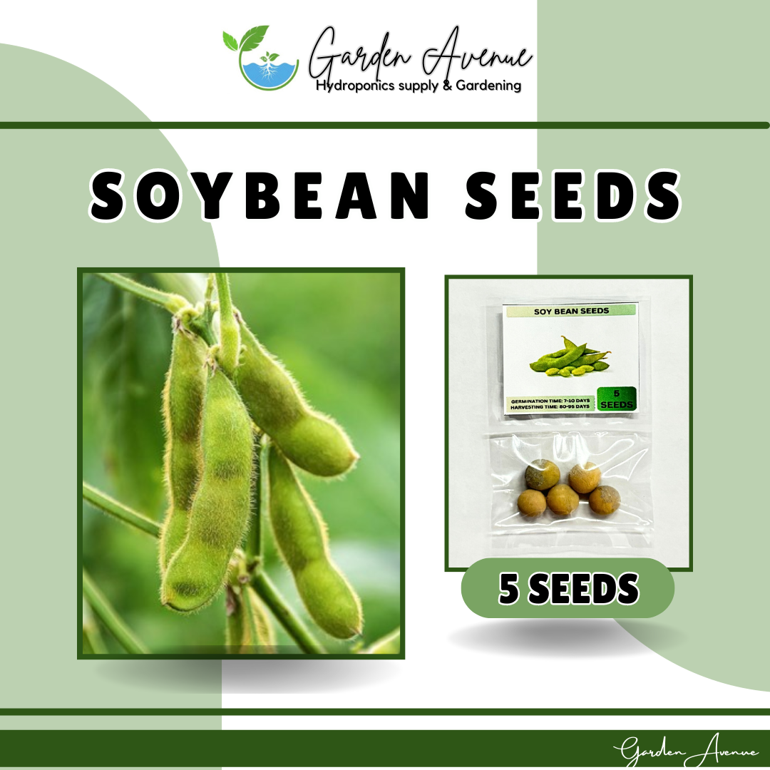 Soya Beans Tree