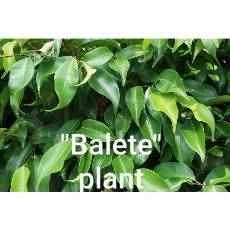 Balete Leaves