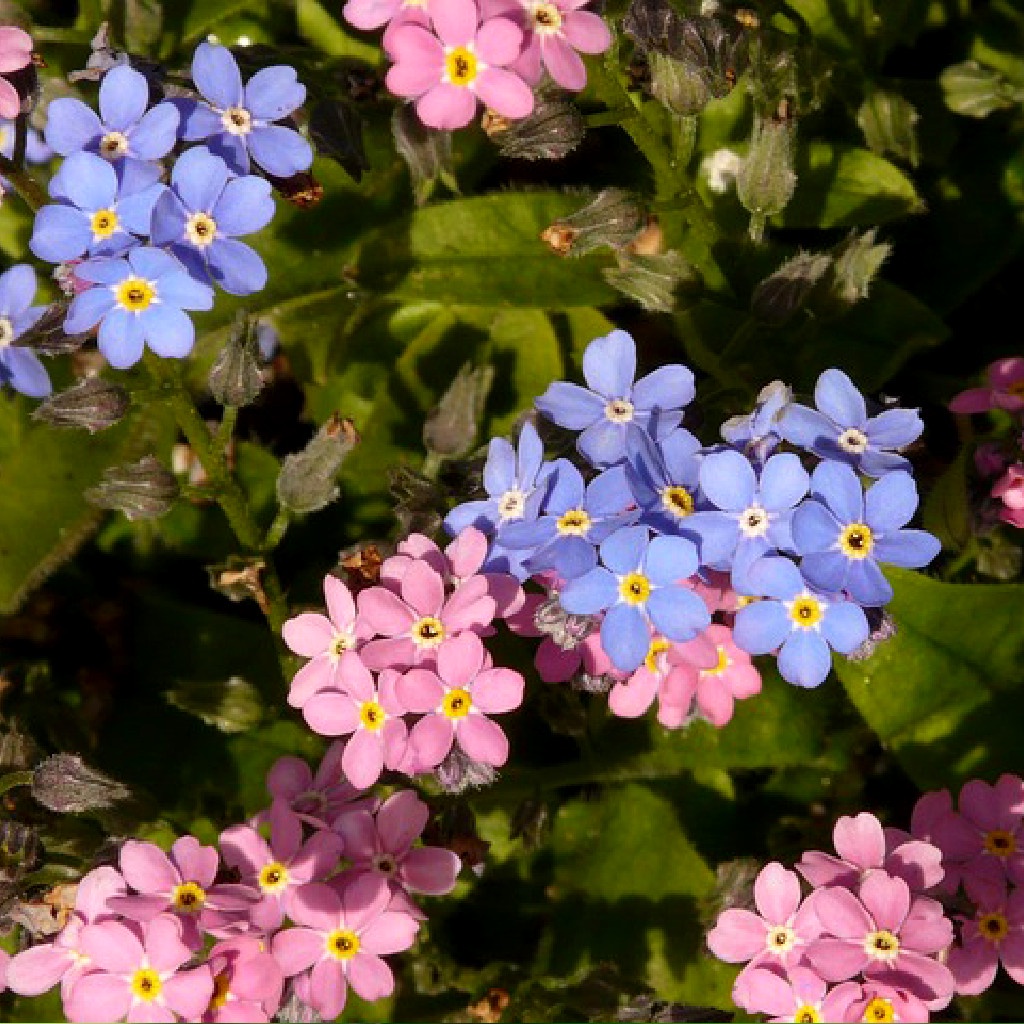 Emerald Fluorescent Flower Seeds Night Light Emitting Plants | Best ...