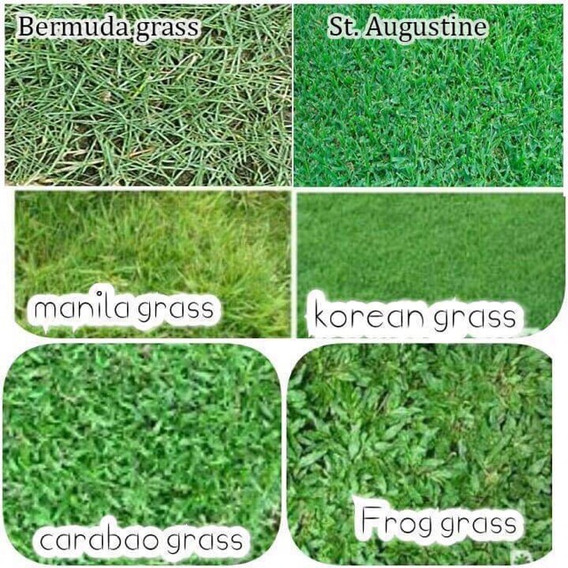 Shop Setaria Grass Seeds online | Lazada.com.ph