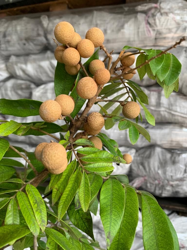 Longan Plant