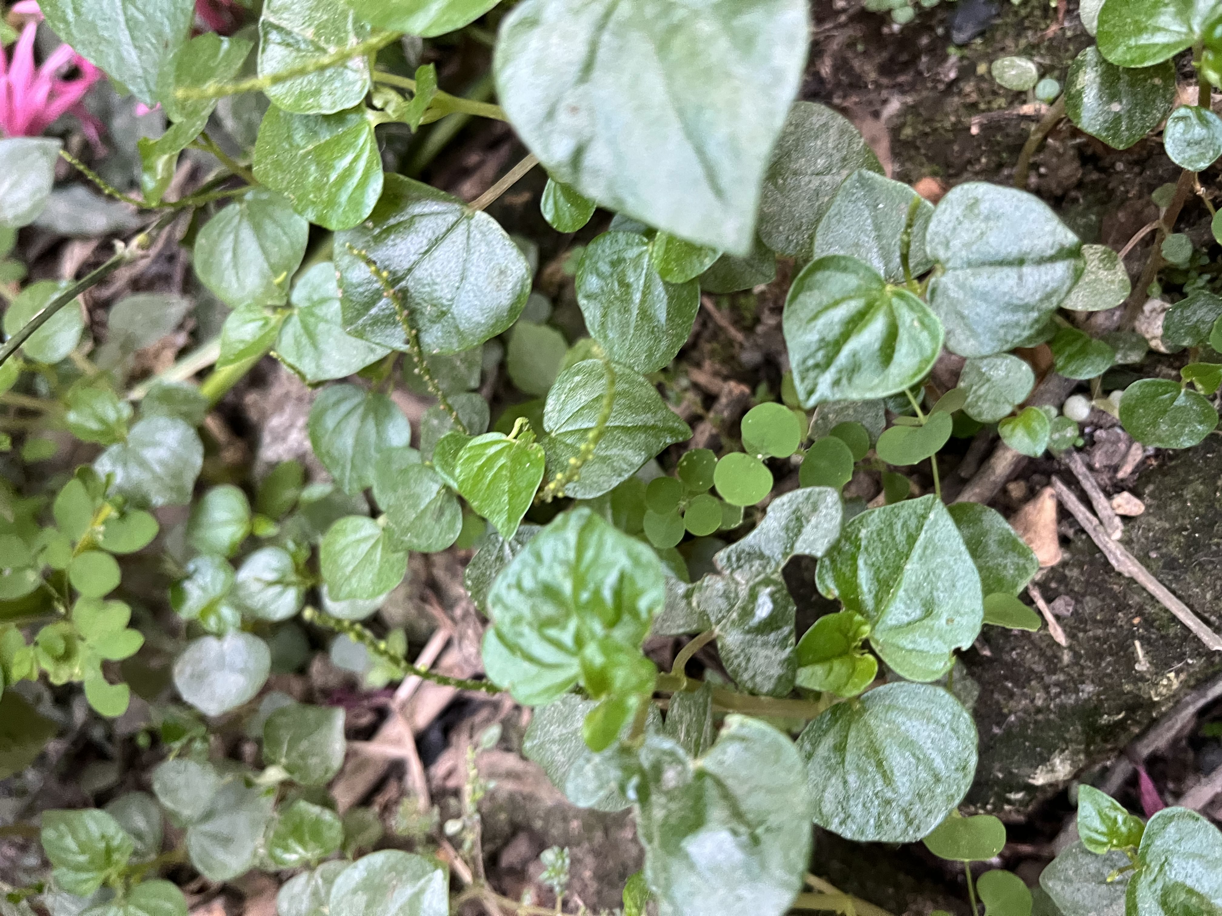 Planta Ulasimang Bato Ulasimang Bato For Gout And Arthritis Pain