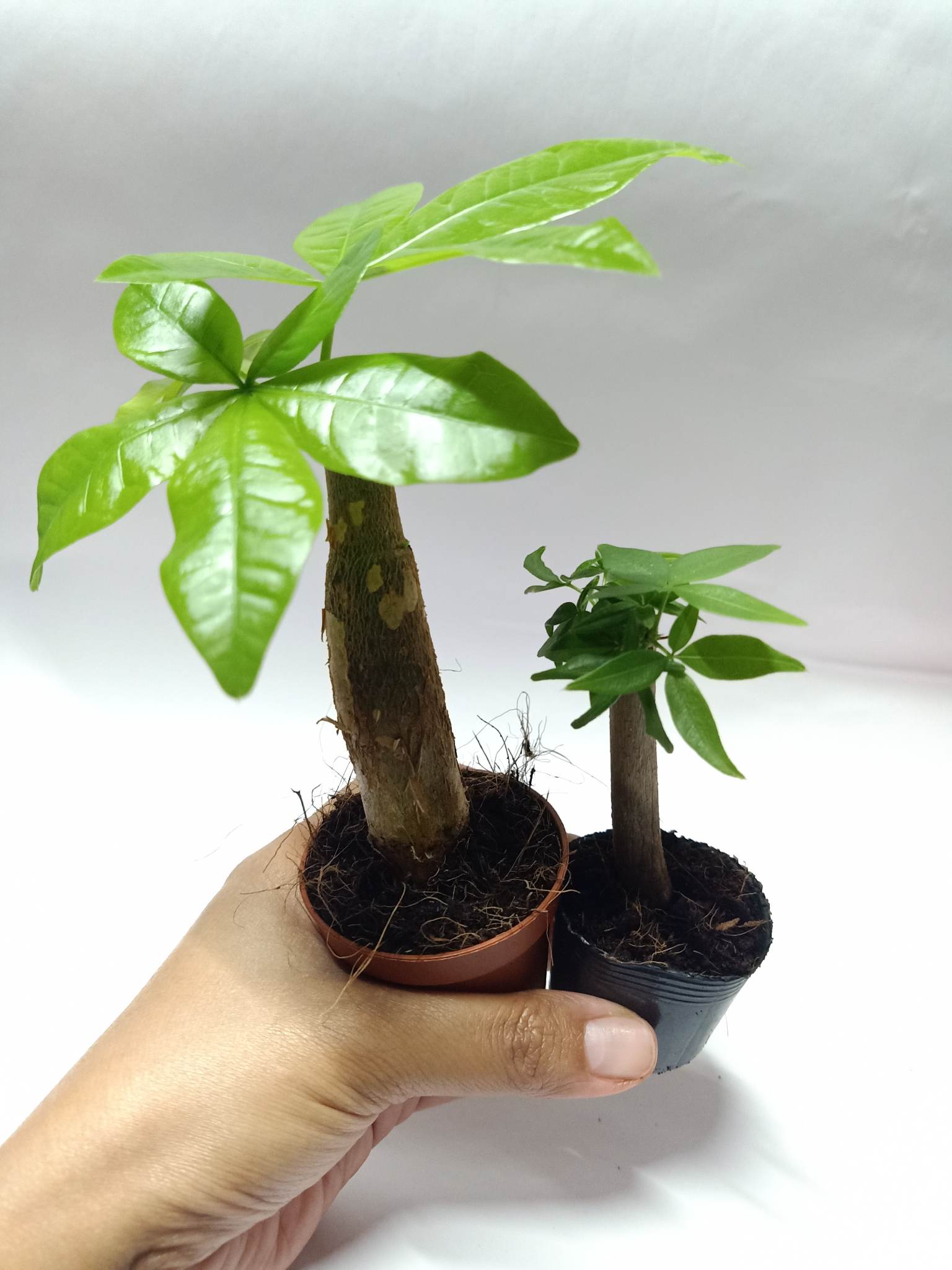 Shop Talampunay Plants online | Lazada.com.ph