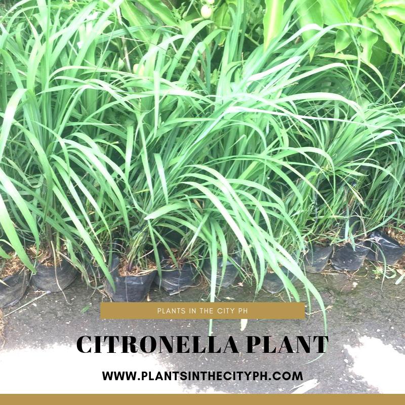 Citronella Plant In Tagalog