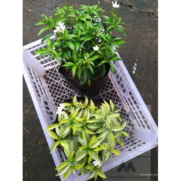 Dwarf Pandakaki 300mm, 58% OFF | www.pinnaxis.com