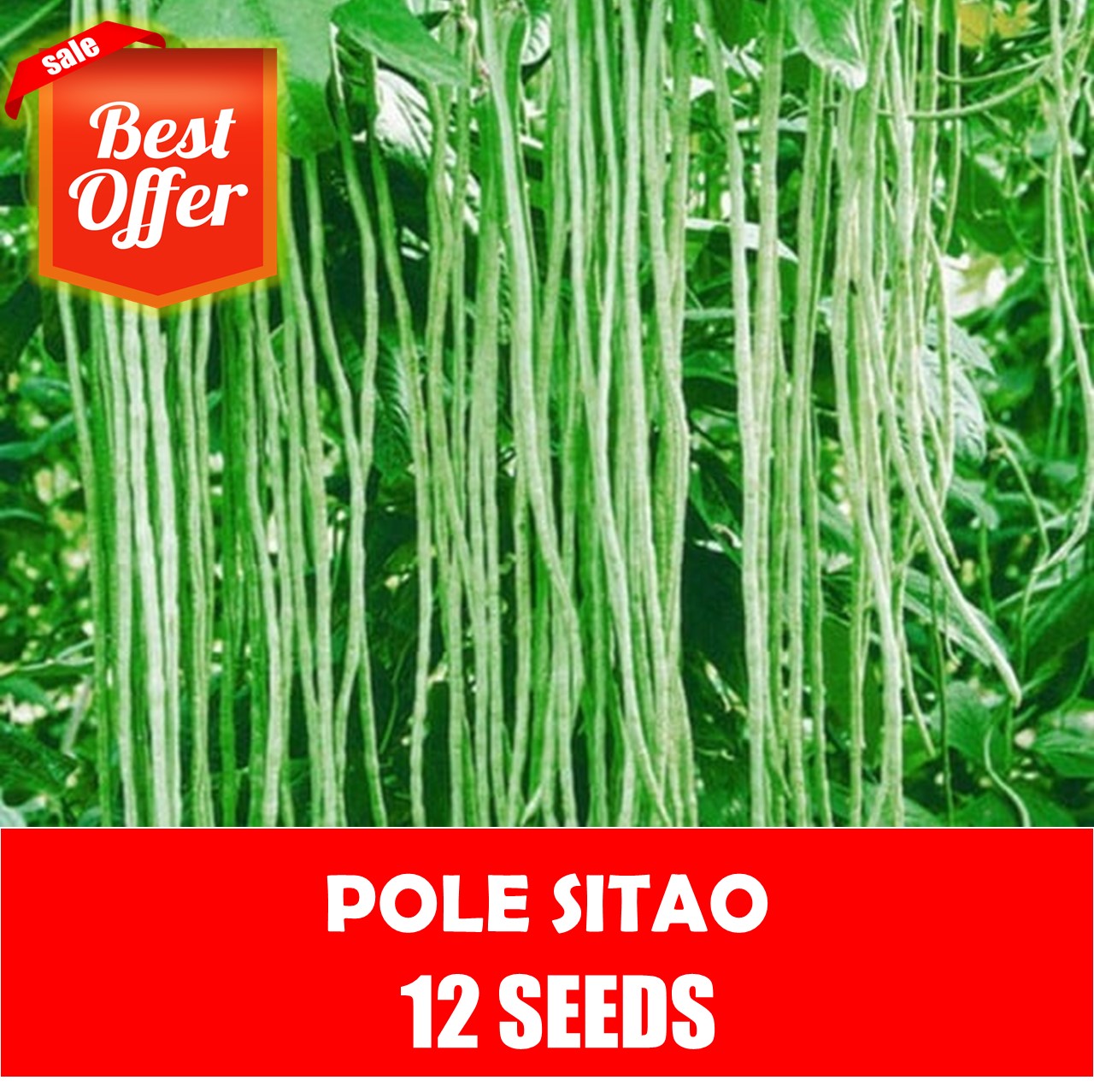 Shop Banahaw Sitao Seeds with great discounts and prices online - May ...