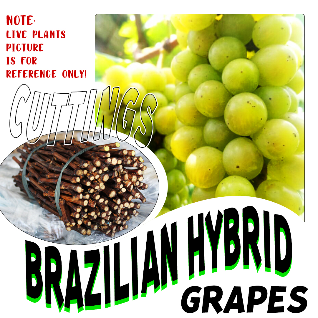 Grapes Fruit Garden