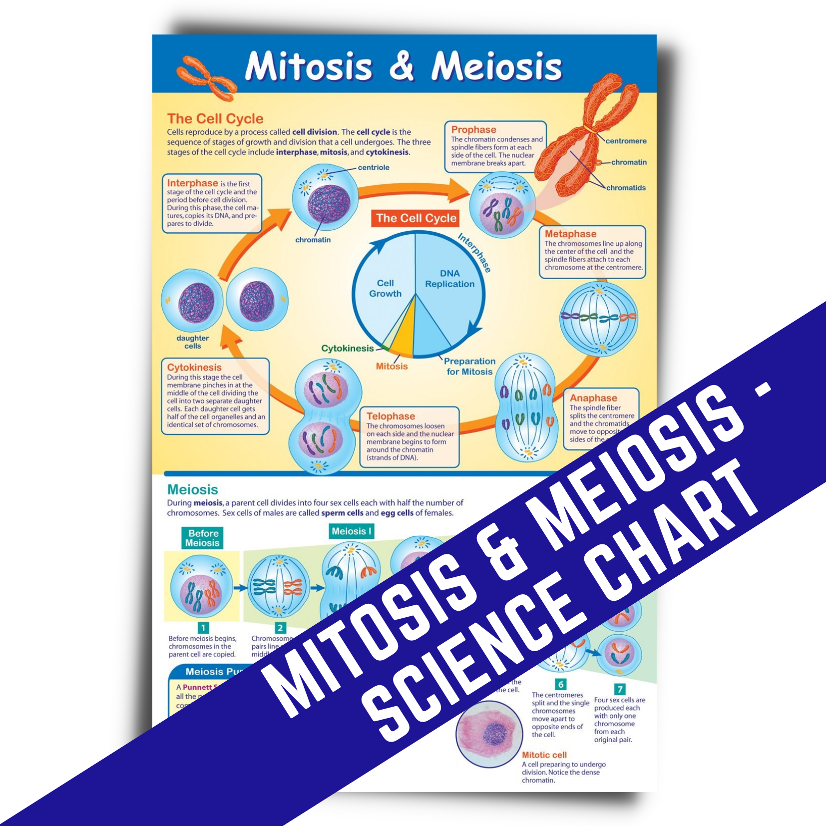 Meiosis And Mitosis Poster By Science Photo Library
