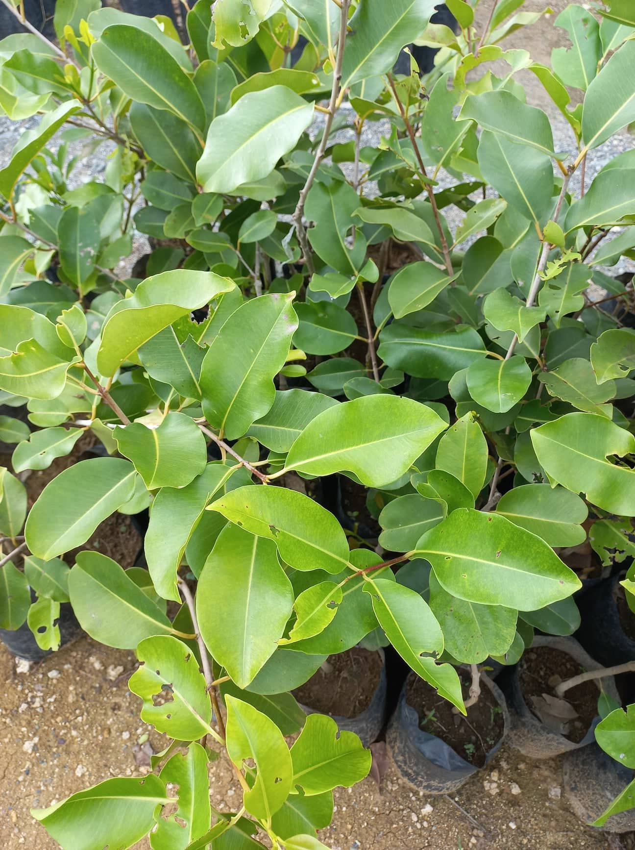 Duhat Tree