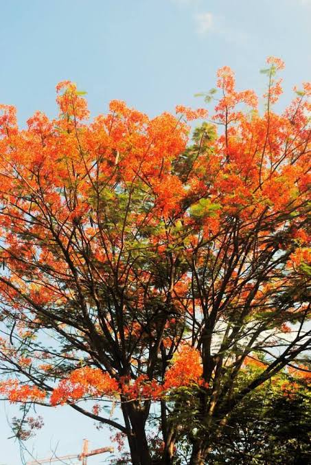 Fire Tree Flower Philippines