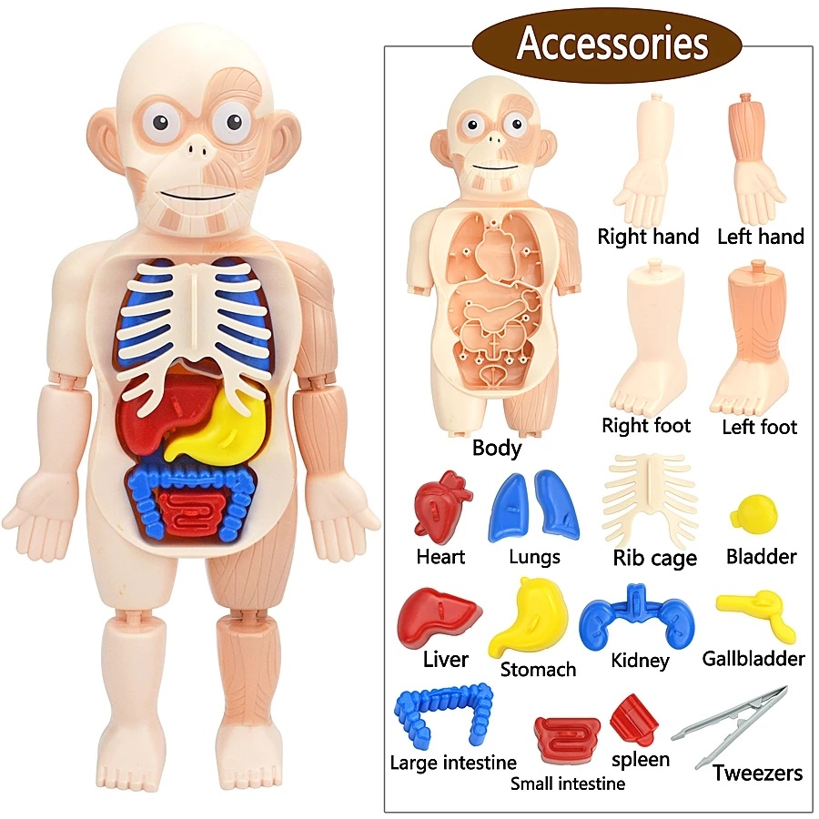 Shop 3d Human Anatomy Toy with great discounts and prices online - Jul ...