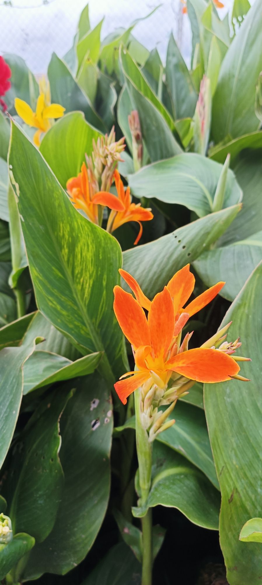 Bandera Espanola Flower - Home Alqu