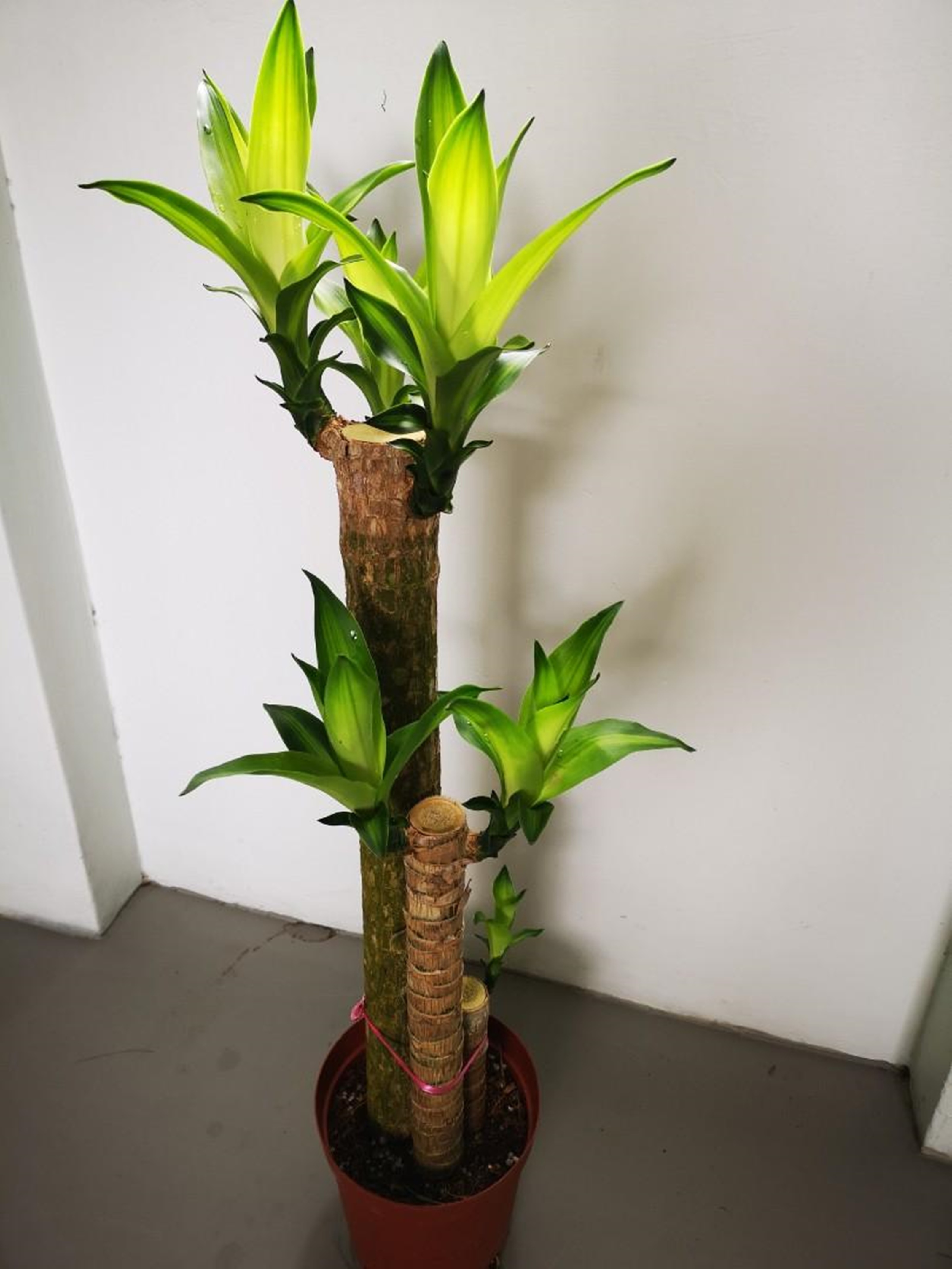 Shop Yuka Plant online | Lazada.com.ph