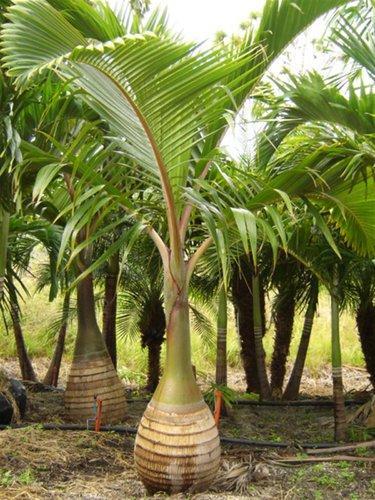 Bottle Palm Tree Price Philippines Chung Smalley