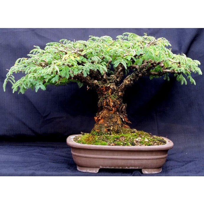 Acacia Bonsai