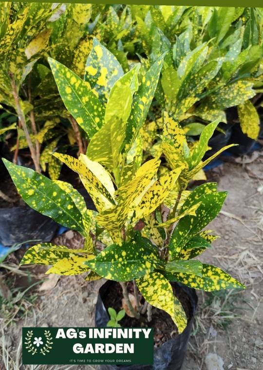 Yellow Dot Plant Indoor Plants