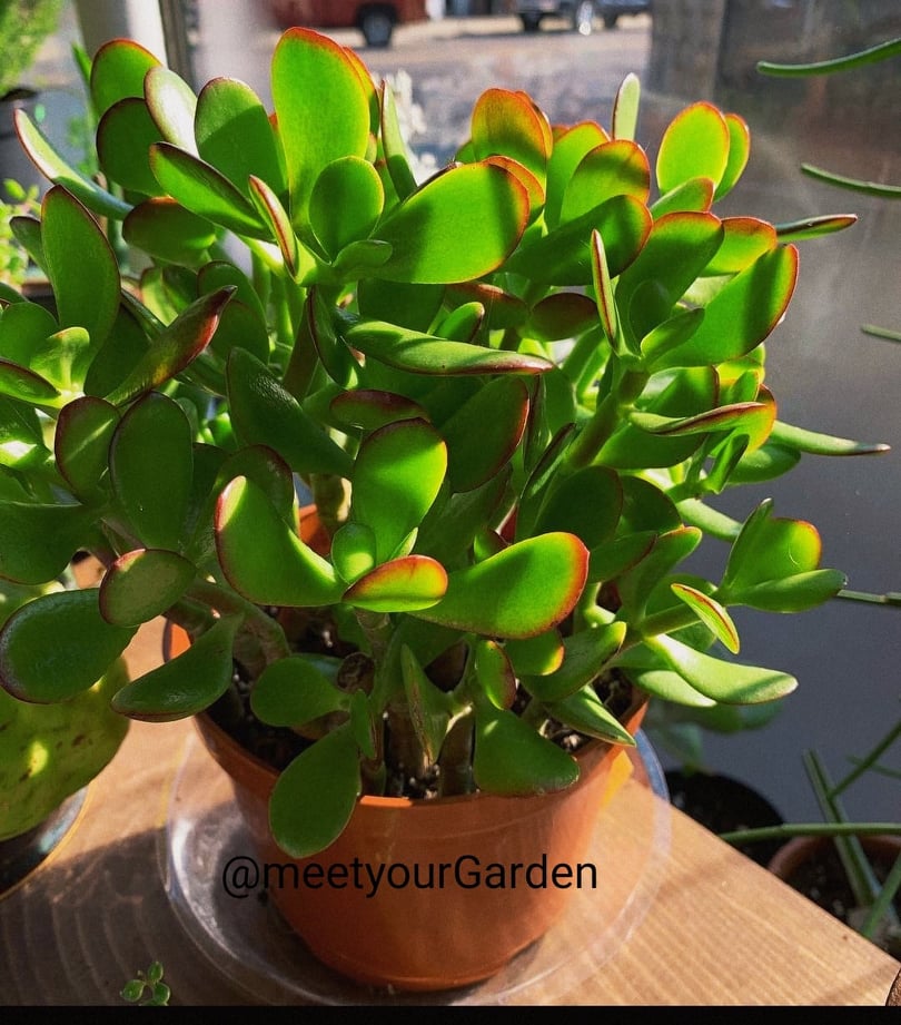 Shop Siling Green Live Plant with great discounts and prices online ...