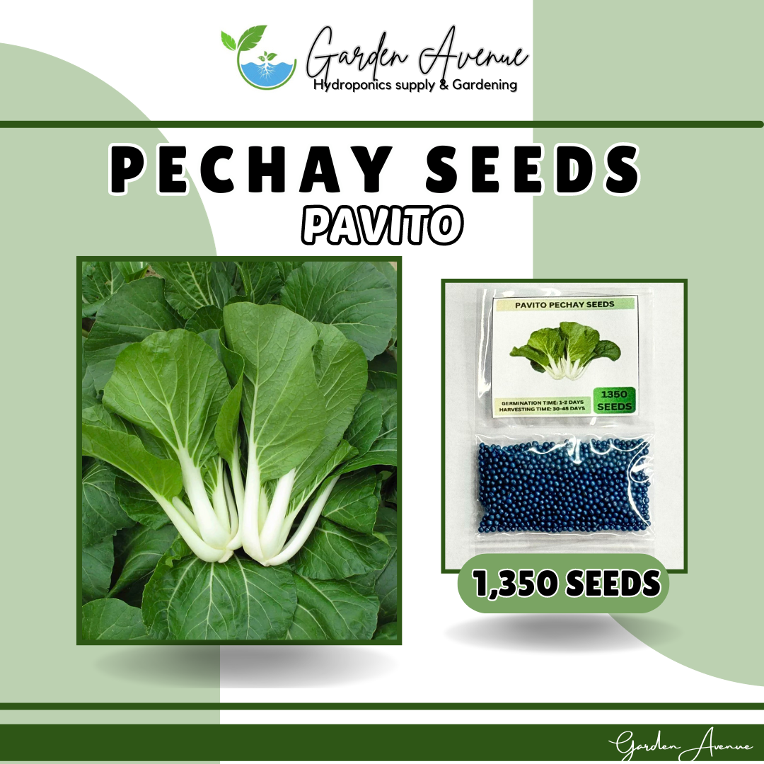 Shop Buto Ng Pakwan Or Dragon Seeds Per Kilo with great discounts and ...