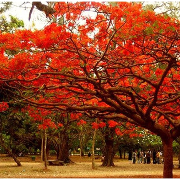 Philippine Fire Tree