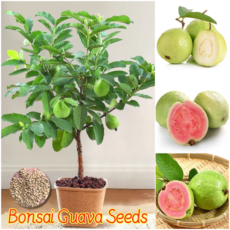Shop Fruits Seedlings online | Lazada.com.ph