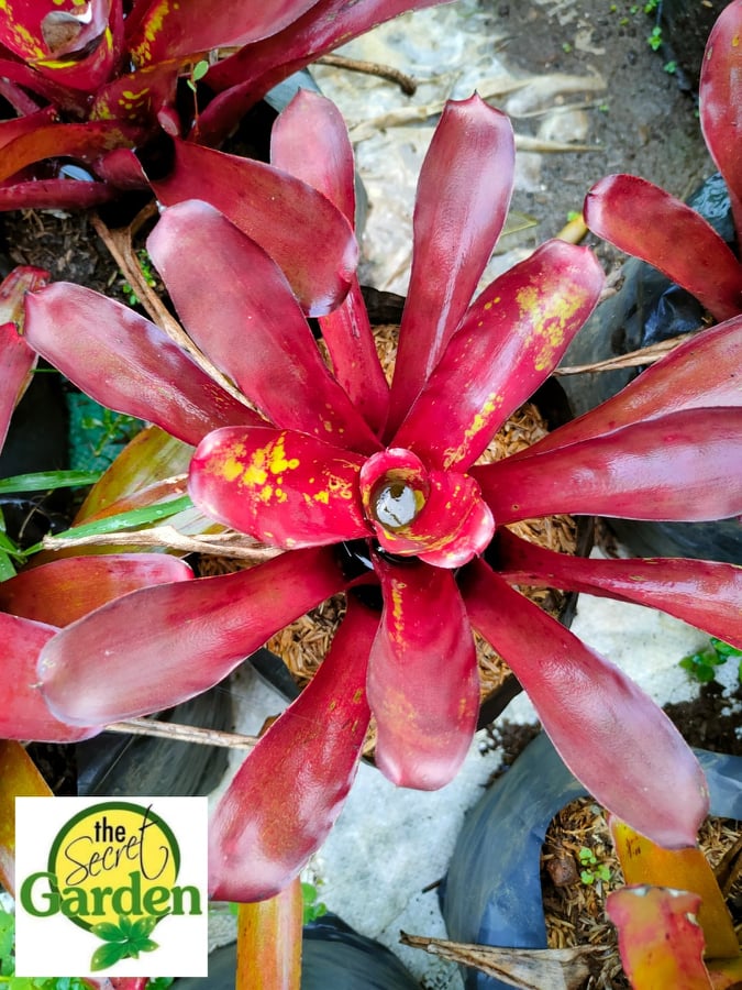 Shop Fireball Bromeliad online | Lazada.com.ph