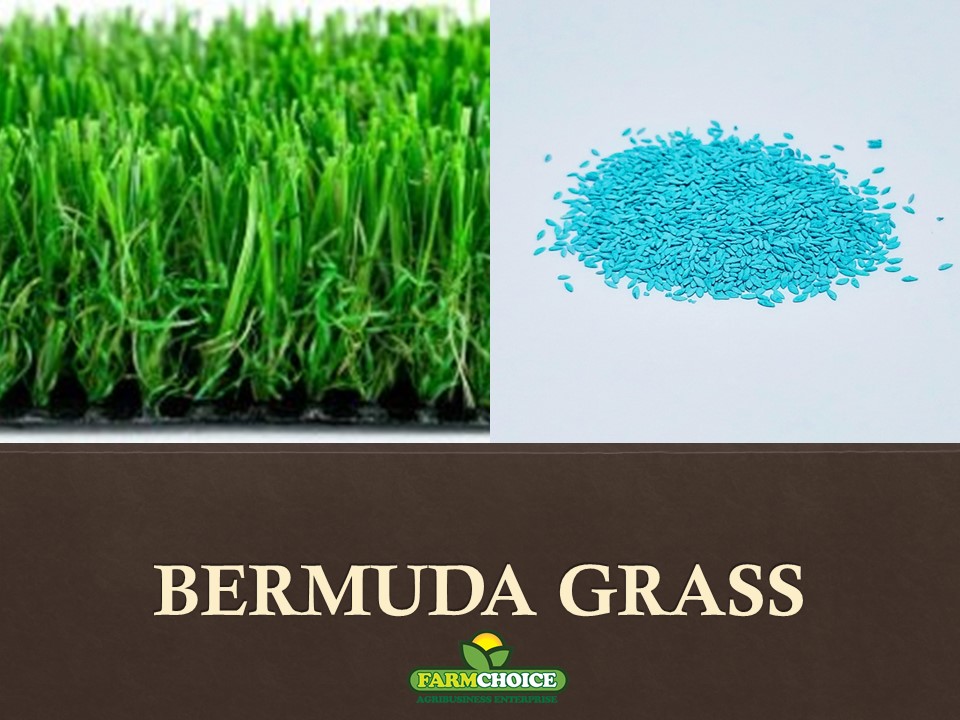 Shop Dwarf Bermuda Grass Seeds online | Lazada.com.ph